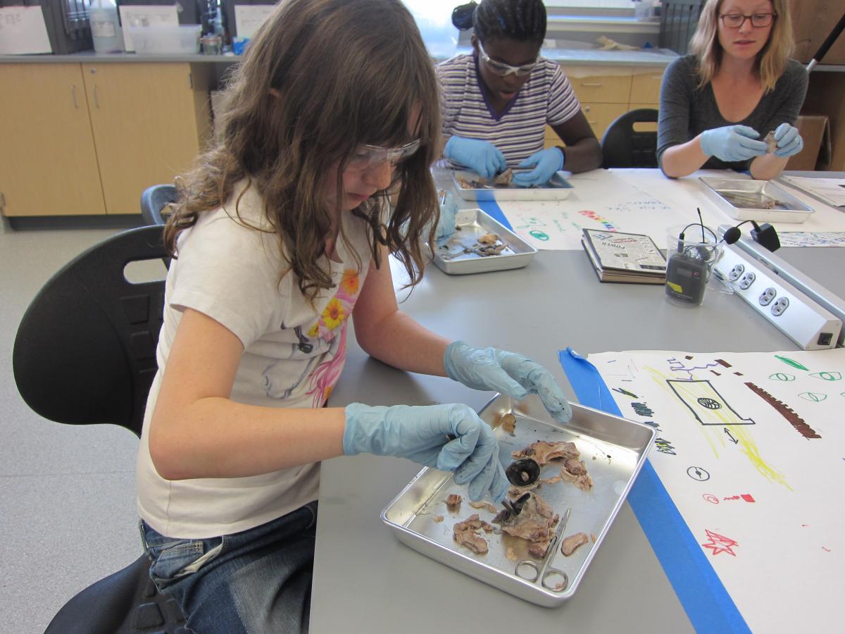 Broadening participation in science by integrating art with STEM ...